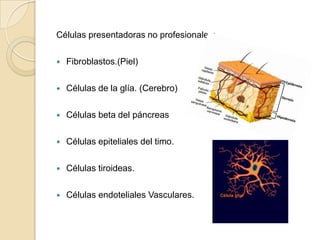 9. células presentadoras de antígenos (04/sep/2013) | PPTX