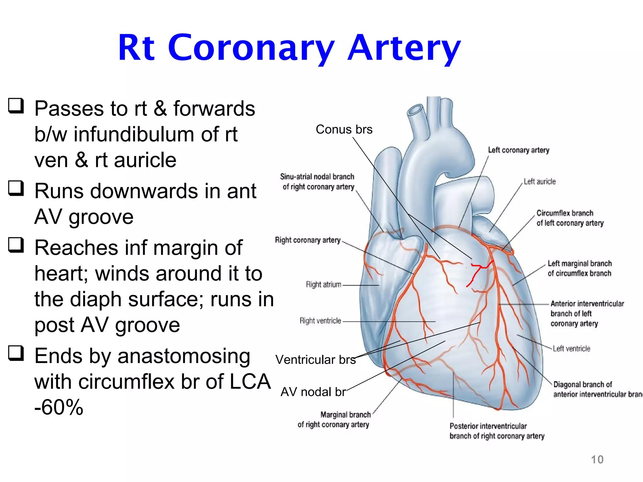 blood supply of heart | PPT