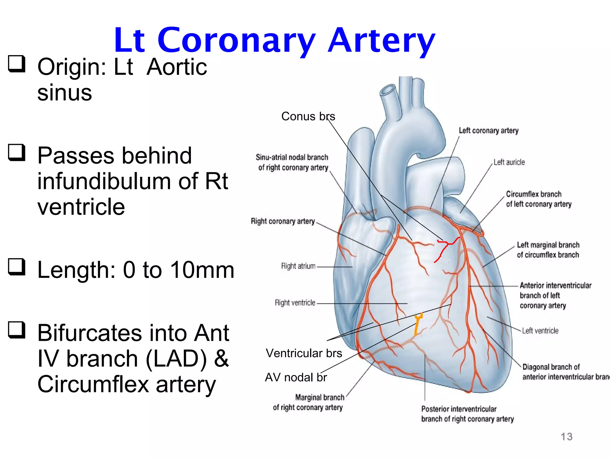 blood supply of heart | PPT