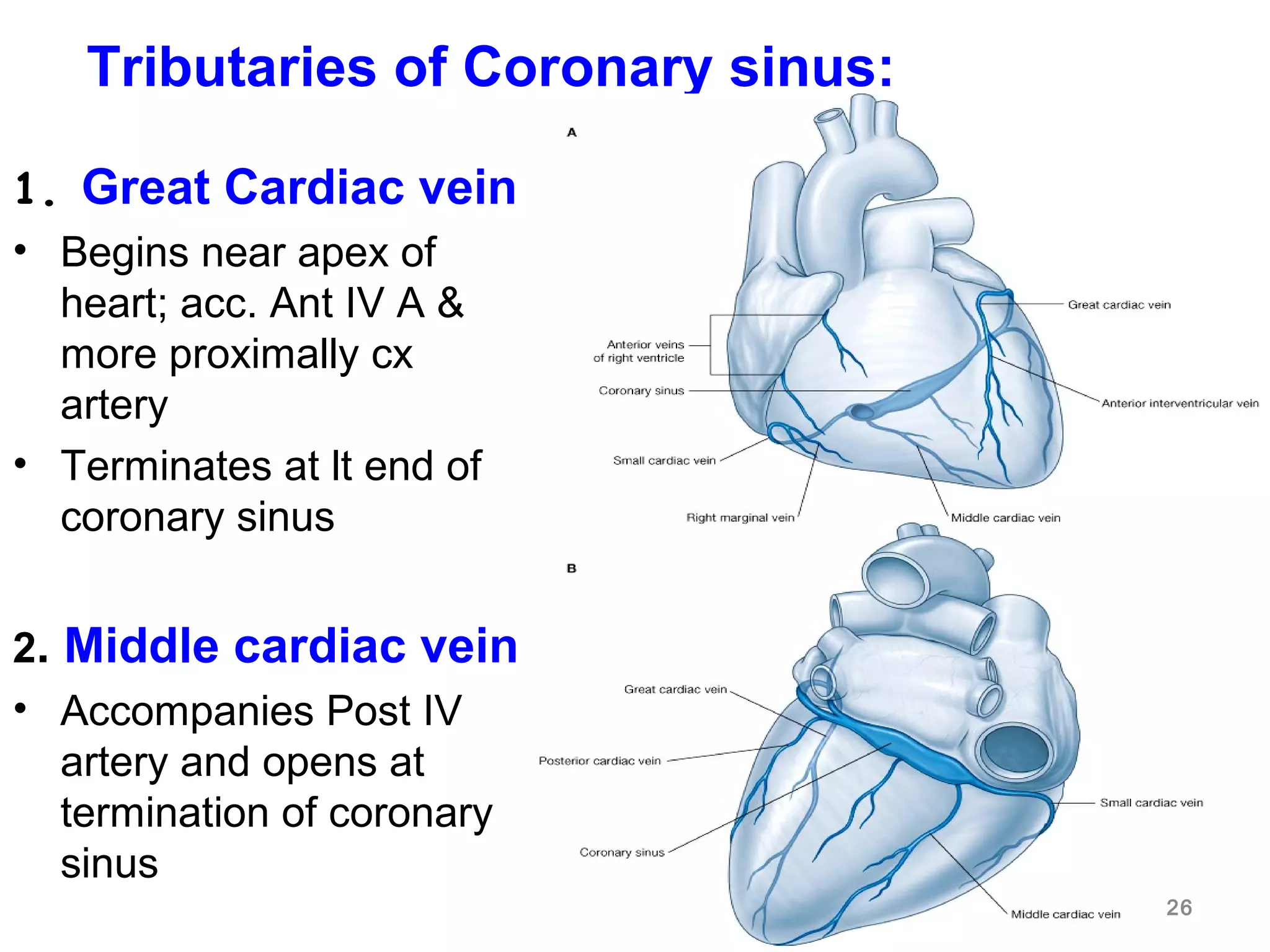 blood supply of heart | PPT
