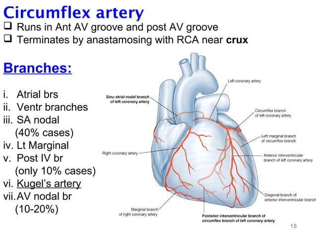blood supply of heart | PPT | Heart and Cardiovascular Diseases ...