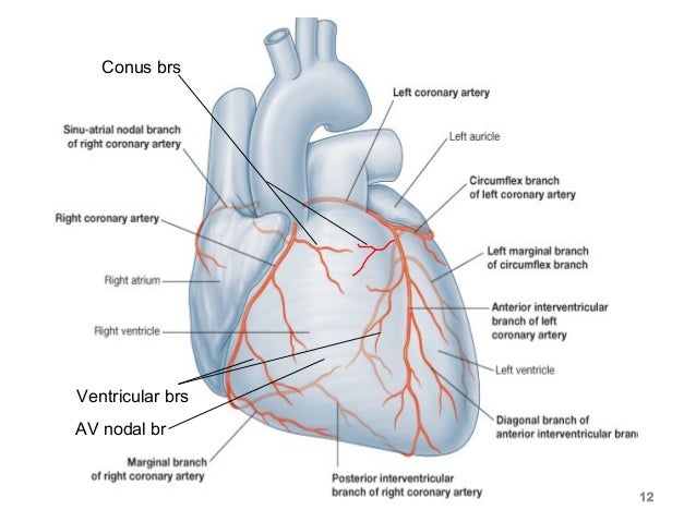 blood supply of heart