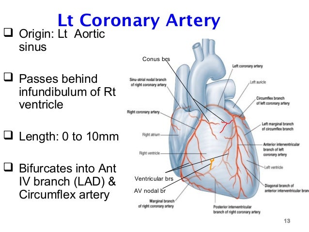blood supply of heart