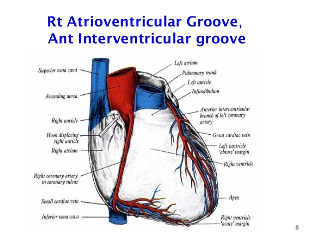 blood supply of heart