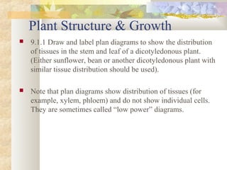 9.1 plant structure & growth | PPT