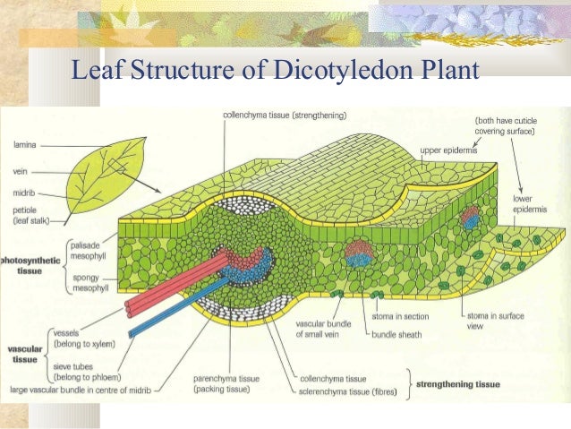 9.1 plant structure & growth