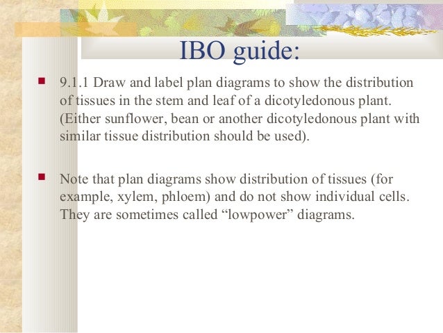 Labeling Primary Growth Structures Masteringbiology
