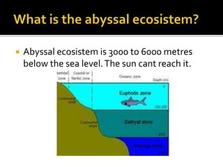 9. abyssal | PPT