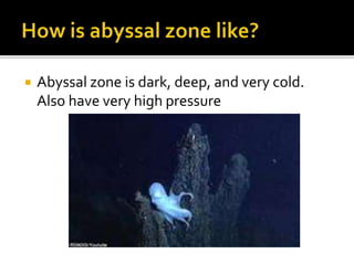 9. abyssal | PPSX