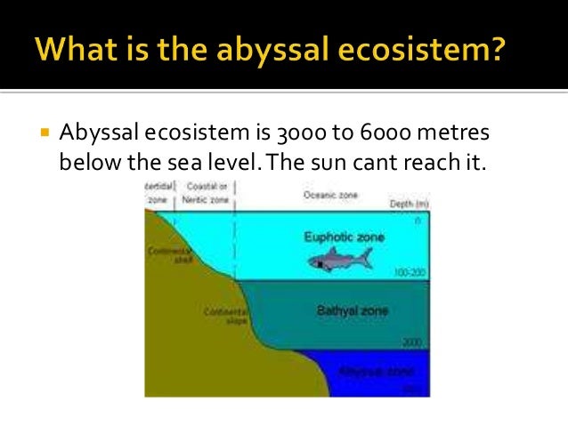 9. abyssal