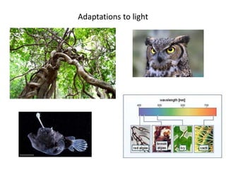 9. living things in their environment | PPTX