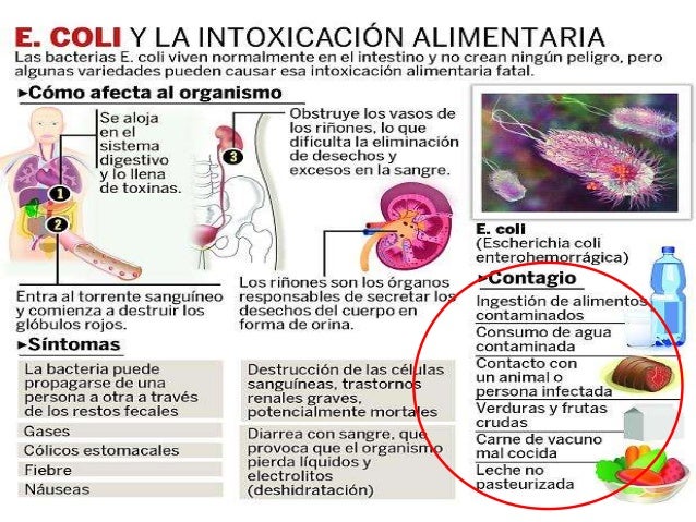 ¿Qué Tan Peligrosa Es La E. Coli Y Cómo Evitar Una Infección? – TOLB