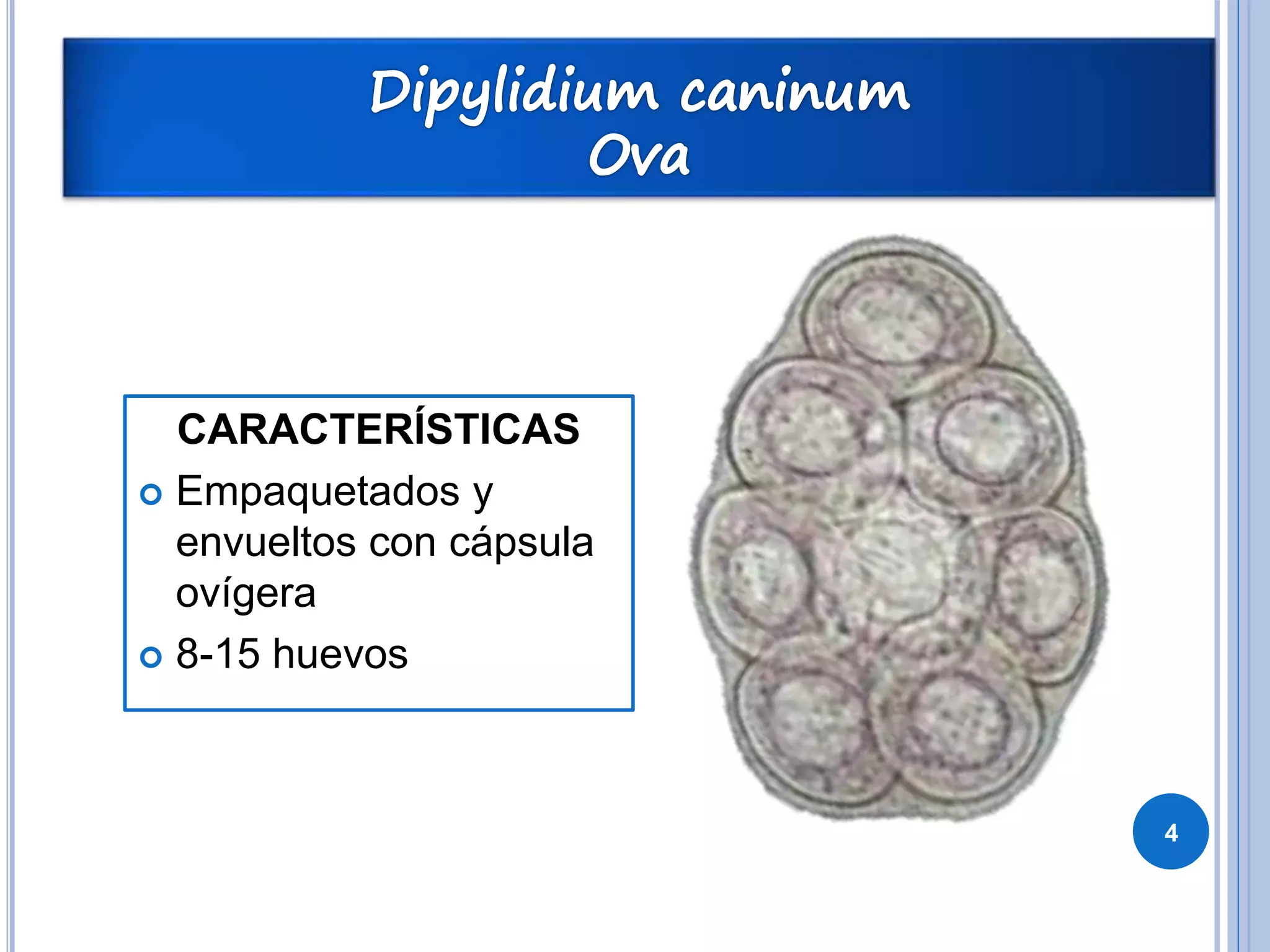 Dipylidium caninum | PPTX