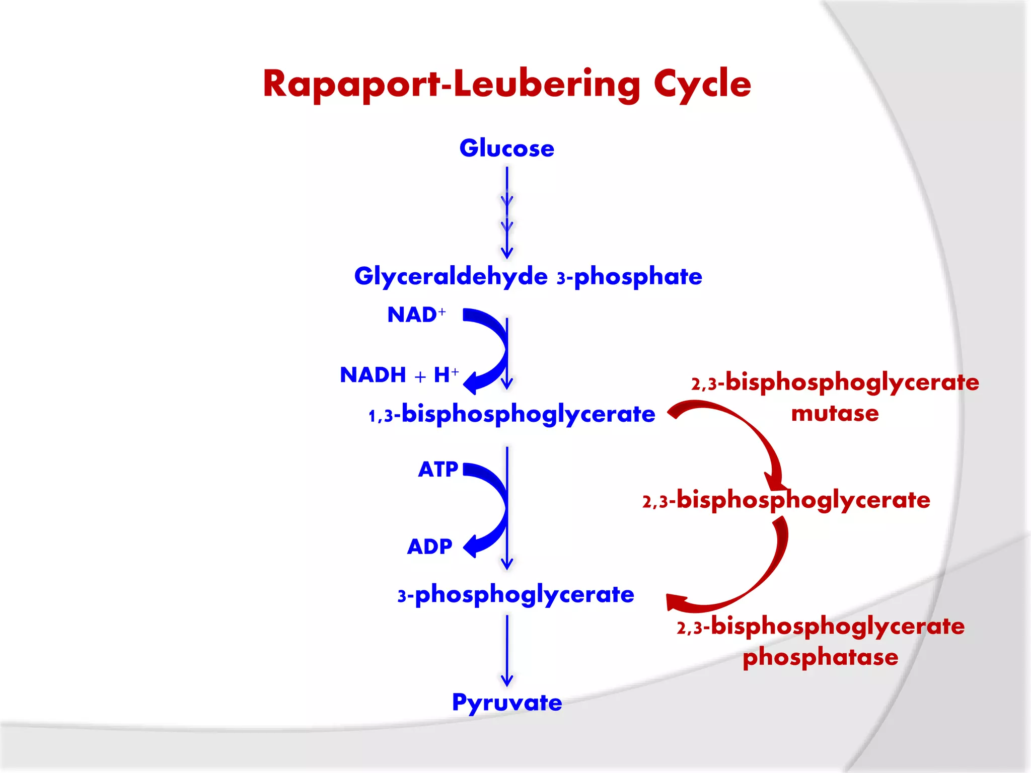 RAPAPORT-LEUBERING CYCLE | PPTX