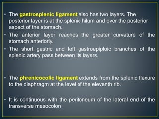 9.spleen | PPTX