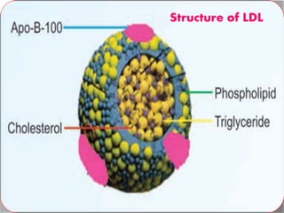 Hdl Vs Ldl Structure