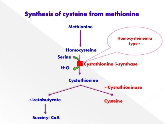CYSTEINE METABOLISM