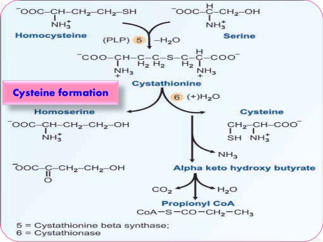 CYSTEINE METABOLISM