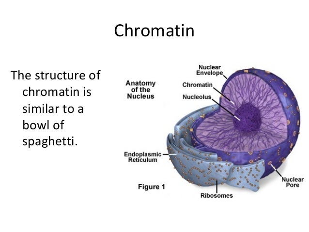 9.1 9.4 cell division