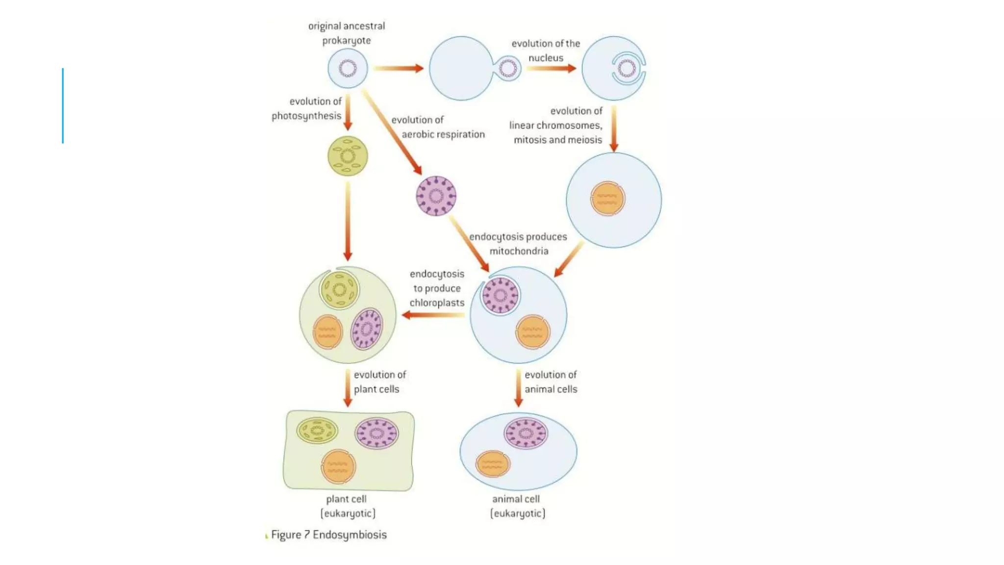 9. the origin of cells | PPTX