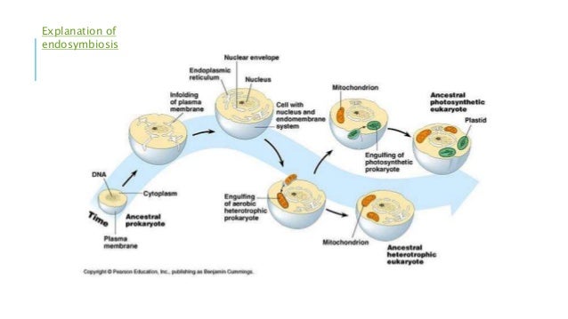 9. the origin of cells