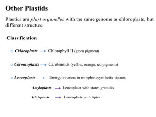 9.chloroplasts - cell biology | PDF