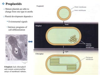 9.chloroplasts - cell biology | PDF