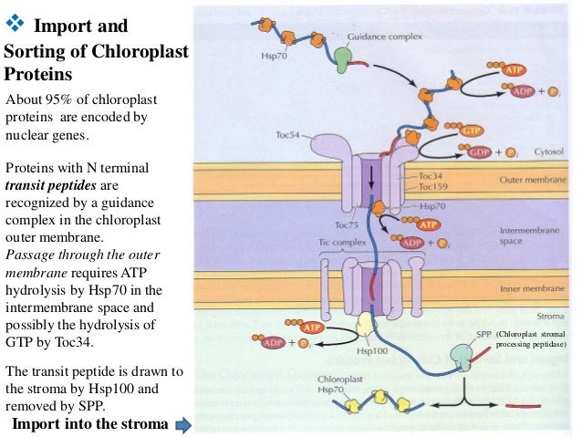 9.chloroplasts - cell biology
