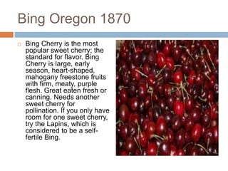 9.cherries varities in the world By Allah Dad Khan | PPTX