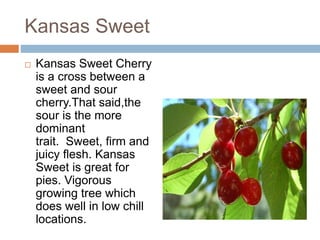 9.cherries varities in the world By Allah Dad Khan | PPTX
