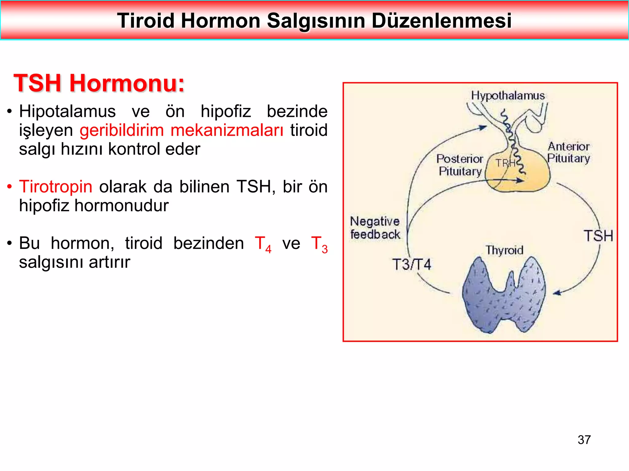 Tiroid hormonları | PPTX