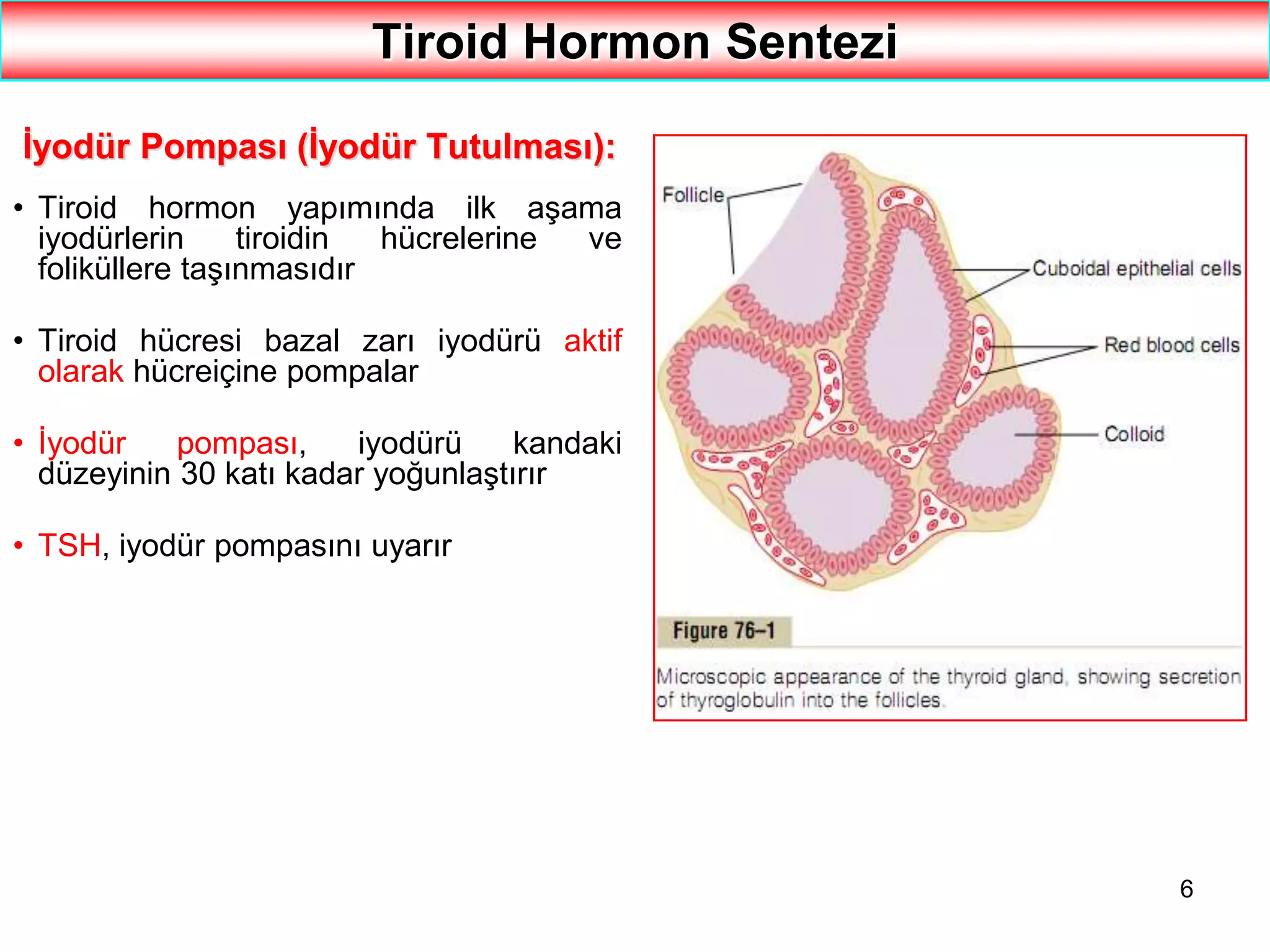 Tiroid hormonları | PPTX