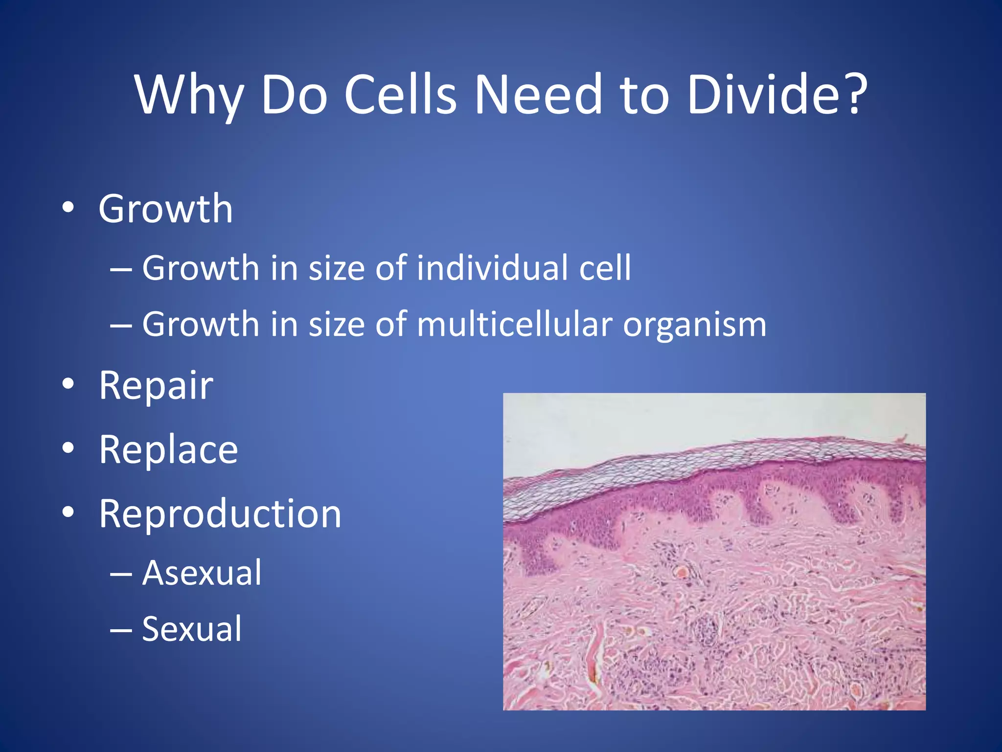 DNA Replication, Mitosis, Meiosis, and Cell Cycle | PPT