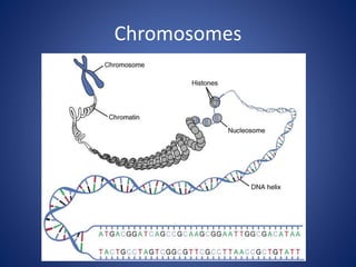 DNA Replication, Mitosis, Meiosis, and Cell Cycle | PPTX