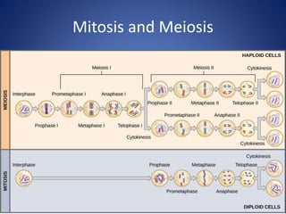 DNA Replication, Mitosis, Meiosis, and Cell Cycle | PPTX