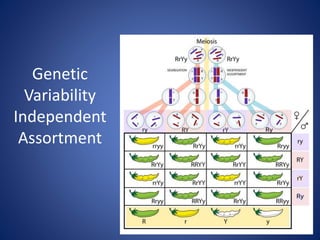 DNA Replication, Mitosis, Meiosis, and Cell Cycle | PPTX