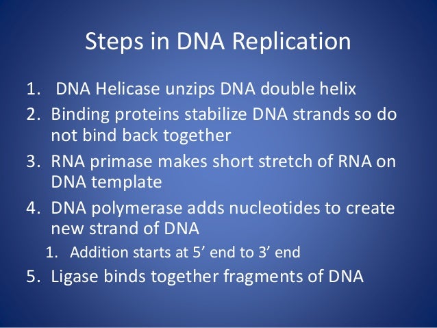 DNA Replication, Mitosis, Meiosis, and Cell Cycle