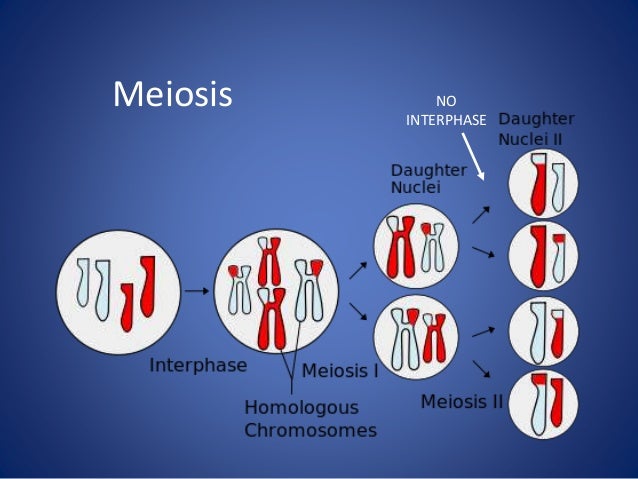 Dna replication in mitosis vs meiosis - Wasbuster