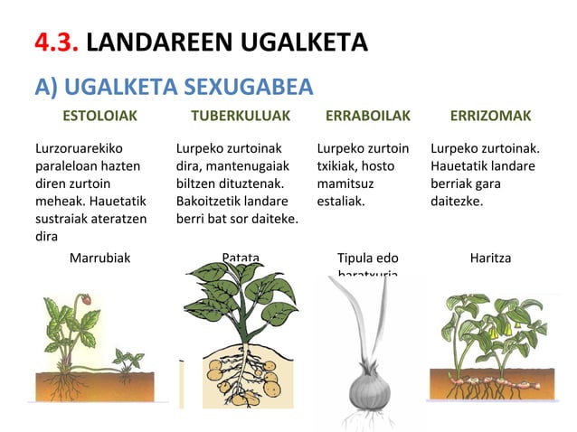 9.gaia.landareen erreinua | PPT