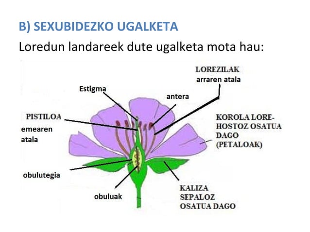 9.gaia.landareen erreinua | PPT