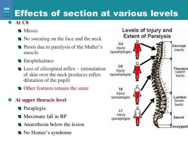 9.transection of sc kjg