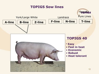 topigs balanced breeding presentation vietnam | PPT