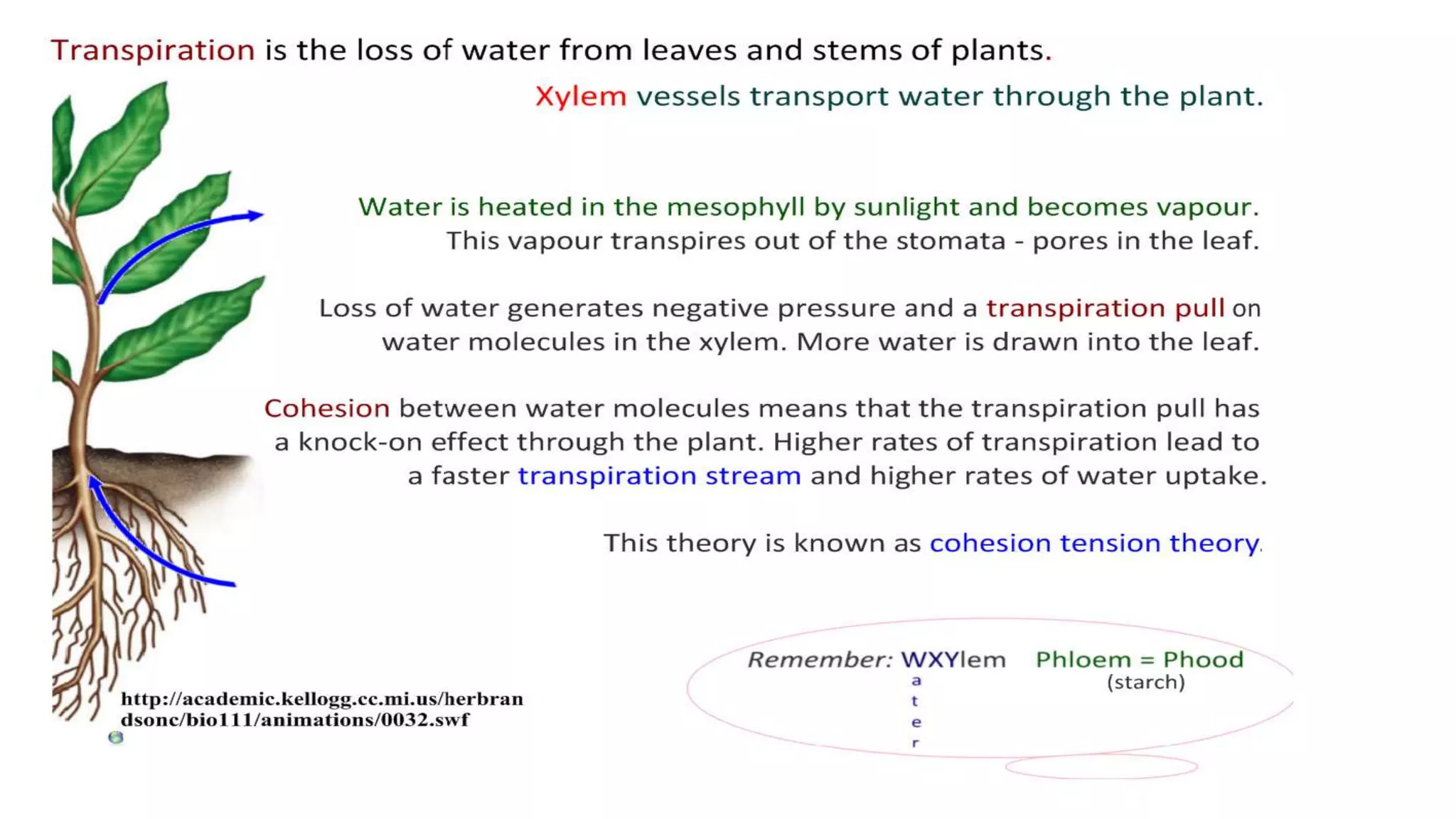 9.1 transport in xylem | PPTX