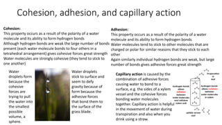 9.1 transport in xylem | PPTX