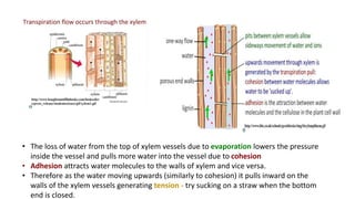 9.1 transport in xylem | PPTX