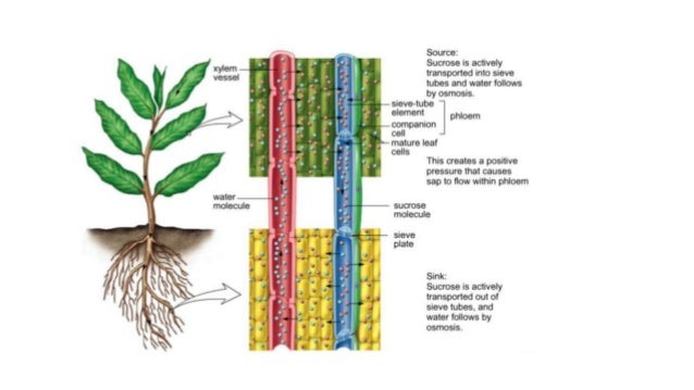 Phloem