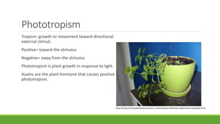 9.3 growth in plants | PPTX