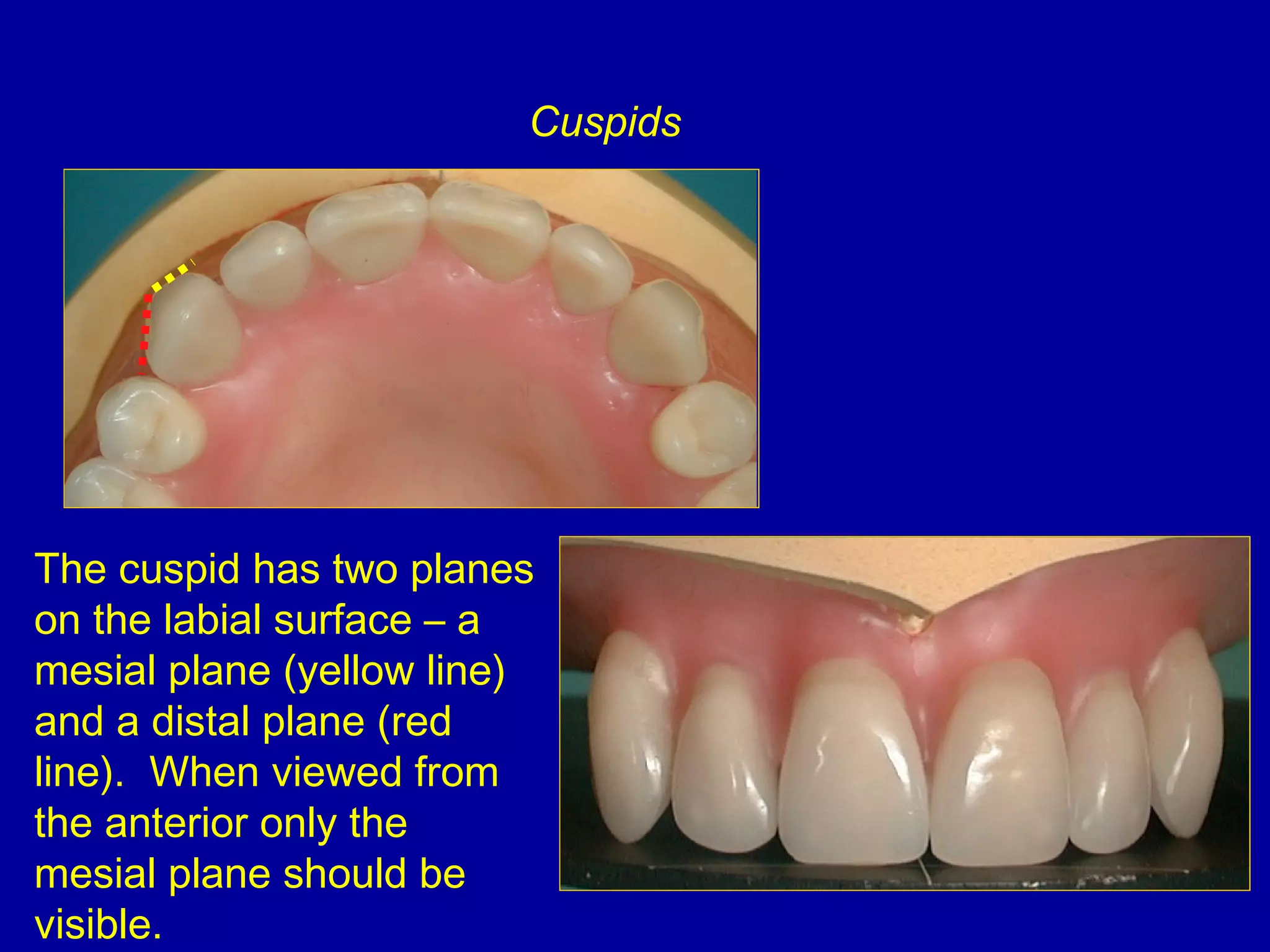 9. anterior teeth arrangement | PPT