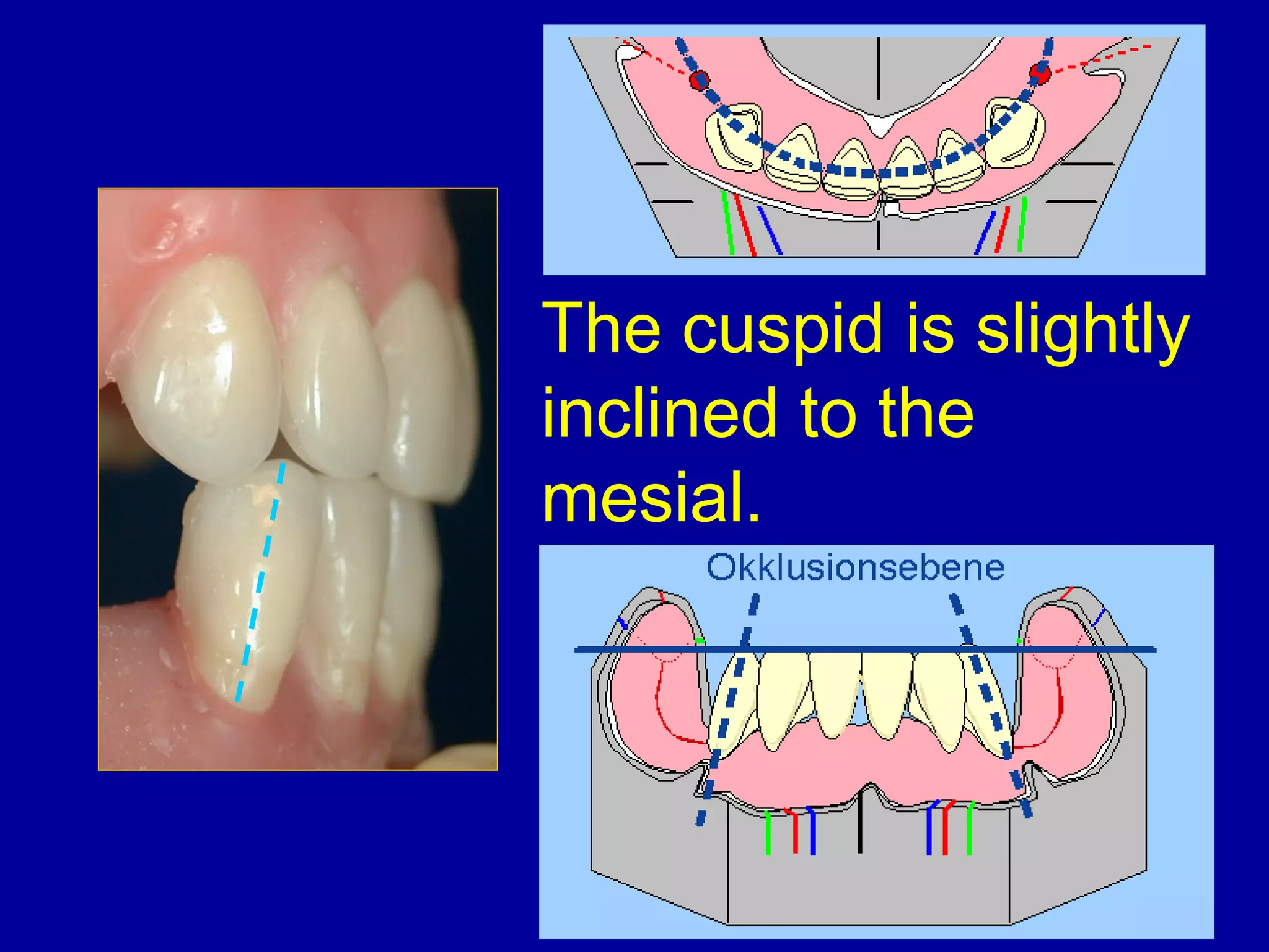 9. anterior teeth arrangement | PPT