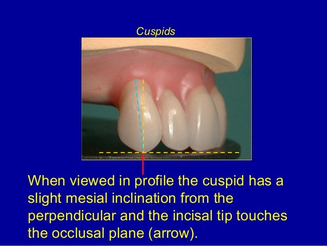 9. anterior teeth arrangement